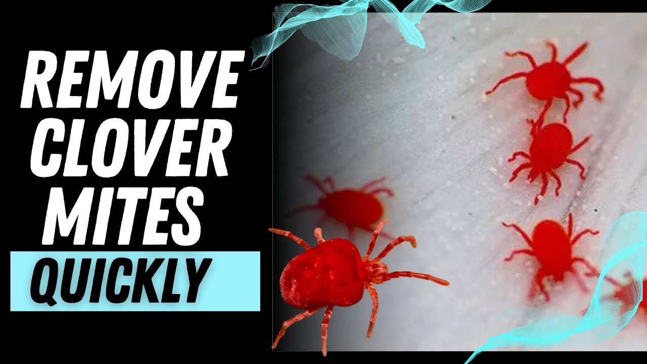 Genius Ways to Get Rid of Clover Mites Naturally - YouTube
