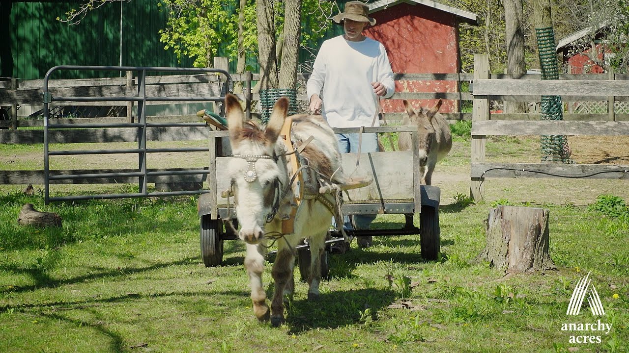 Do Ya (with donkeys) Electric Light Orchestra - YouTube