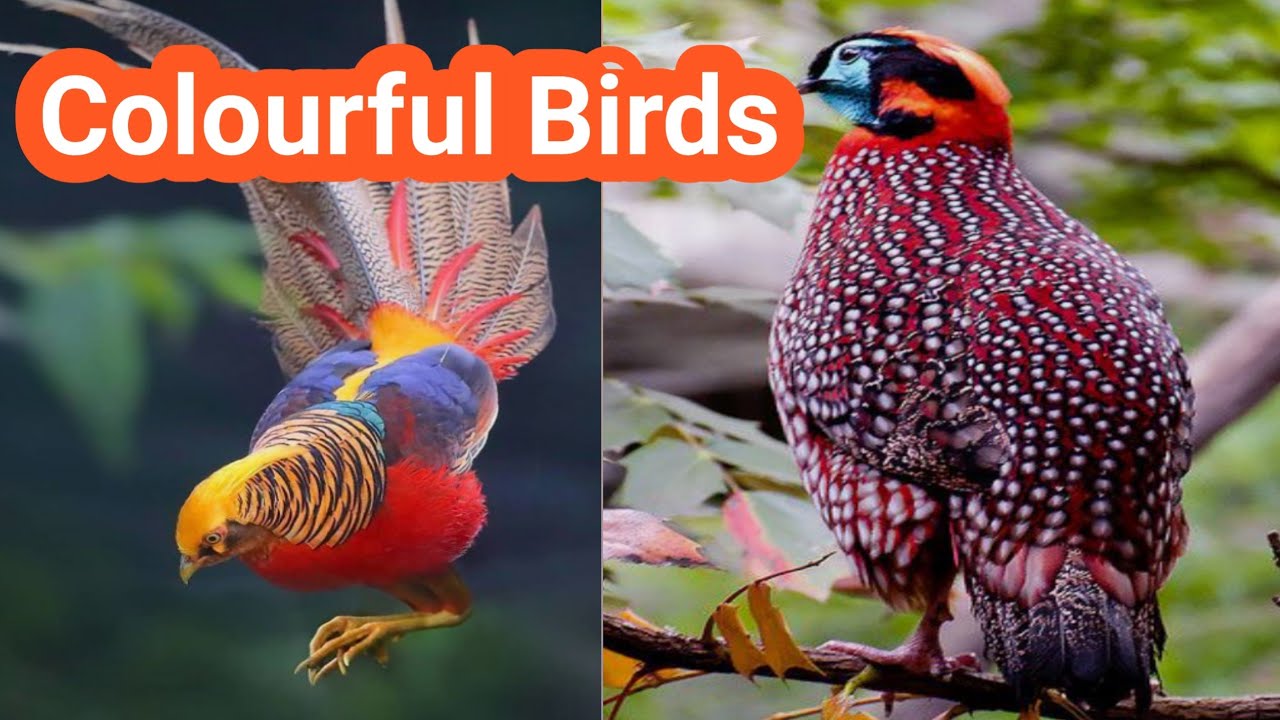 Birds Zone-Surkhab Sound in Zoo_birds club- - YouTube