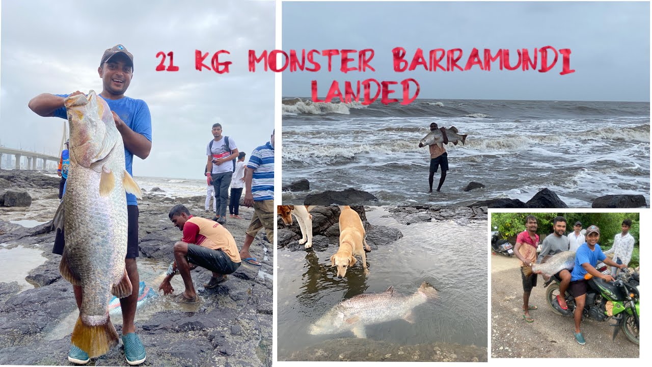 ULTRA LUCKY to hook 21KG MONSTER BARRAMUNDI | Mumbai Fishing ...