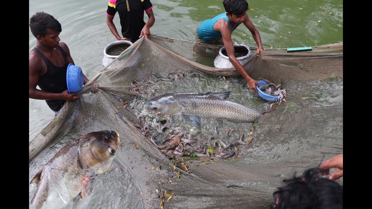 Fishing | Catching Stinging Catfish | Shing Fish From pond Using ...