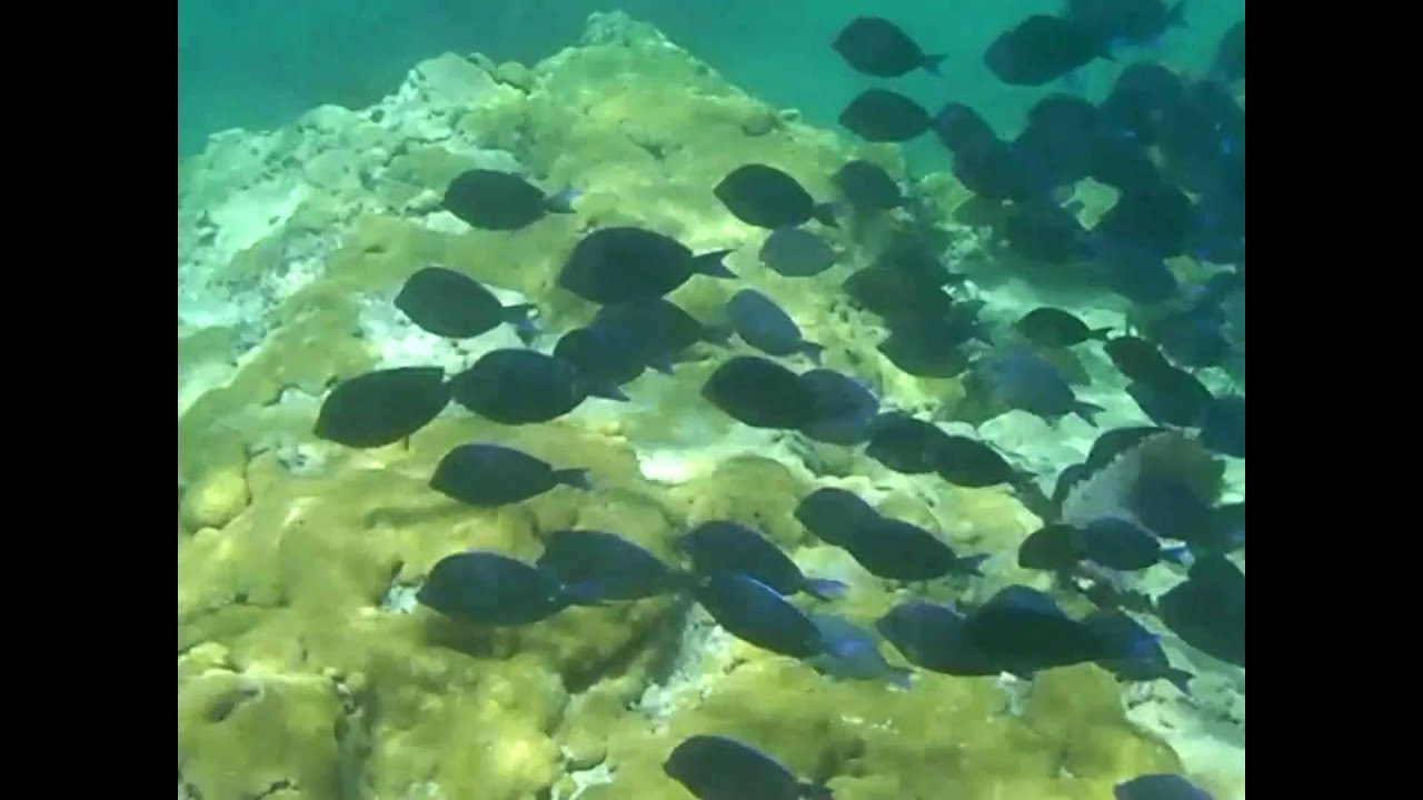 BVI - Snorkeling Monkey Point (7 of 8) - YouTube