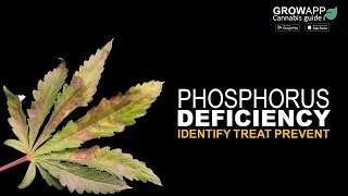 Phosphorus Deficiency | Identify, Treat, Prevent