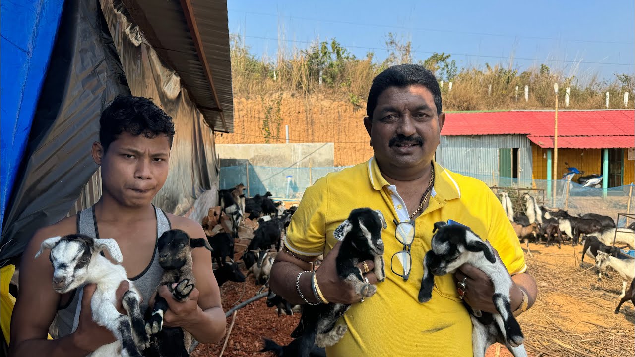 Today New goat farming Video in SD goat farm M/n-8974838776 - YouTube