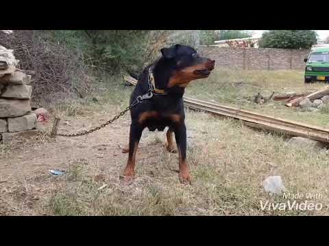 Rocky !! Beautiful Rottweiler Female in Pindi Gheb PG