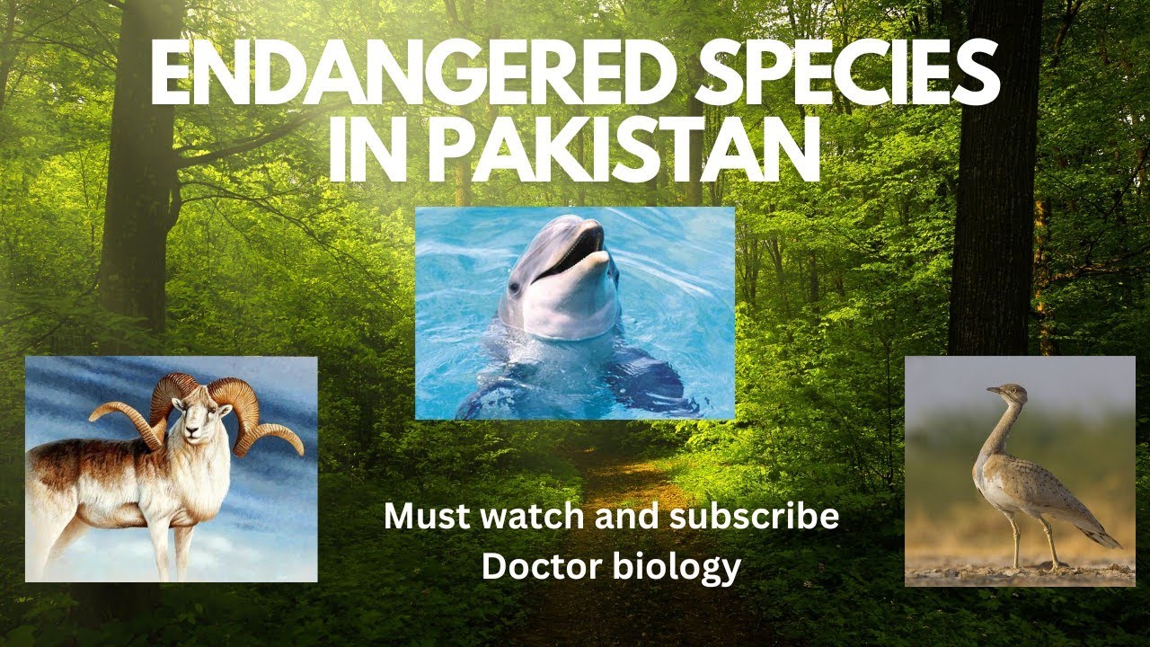 Endangered species in Pakistan|| Indus dolphin,Houbara bustard,Marco ...