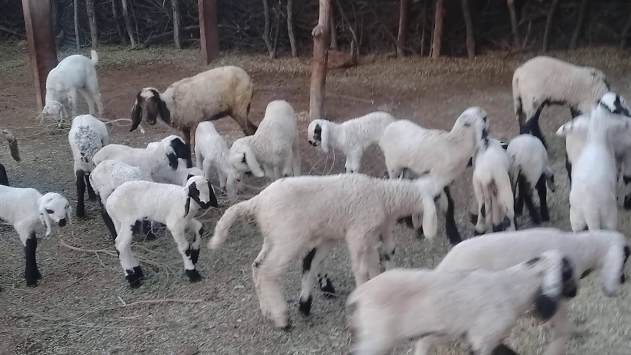 #manda goat Farm, sheep goat farming, bakri palan kase kare, bakra ...