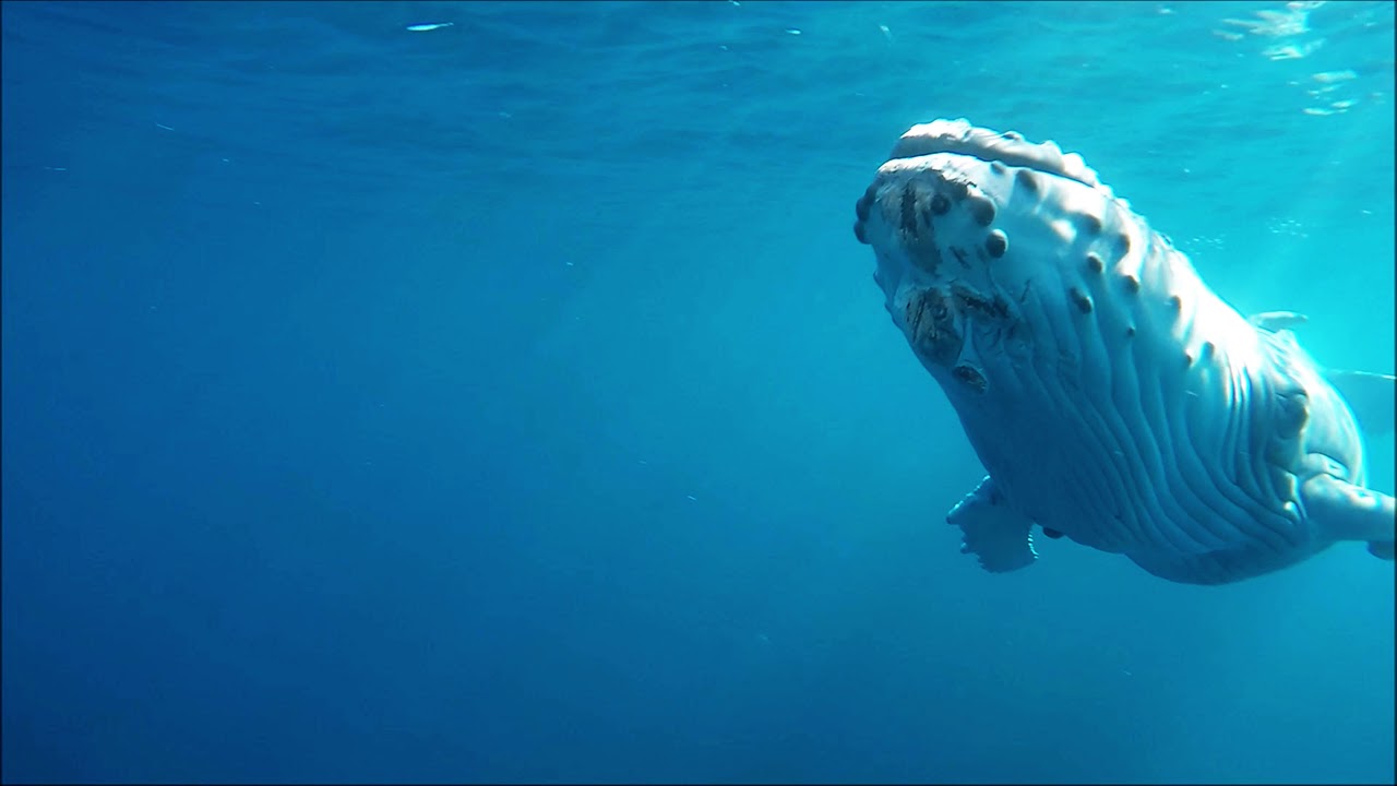Lone Humpback Calf taken by Sharks off the Ningaloo Reef, Exmouth ...