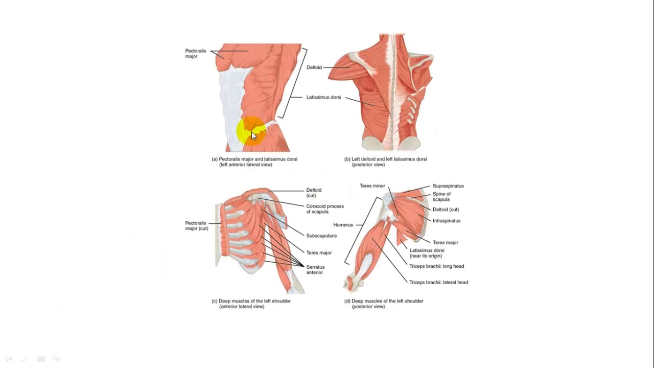 Axial and Appendicular Muscles - YouTube