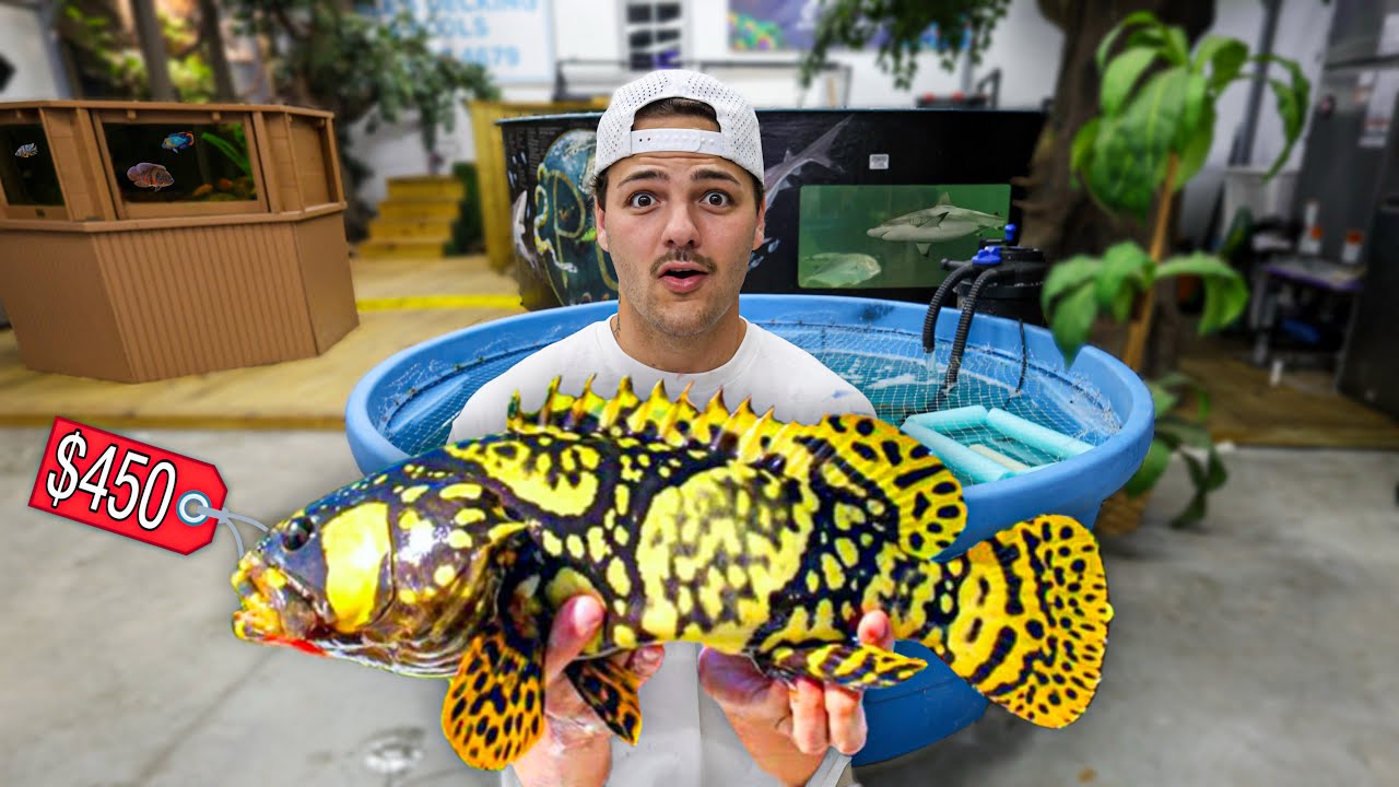I got BUMBLE BEE GROUPERS for My POND!! - YouTube