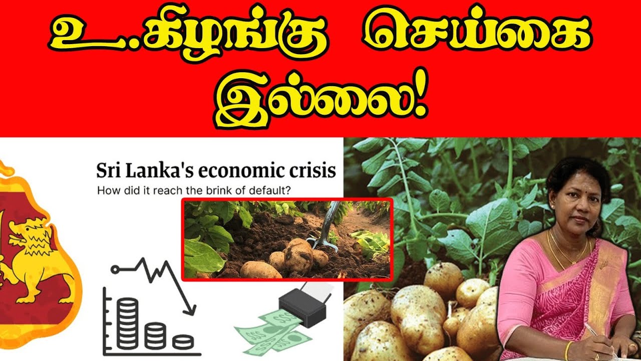 உ.கிழங்கு செய்கை இல்லை! | UTHAYAN TV | #jaffna - YouTube