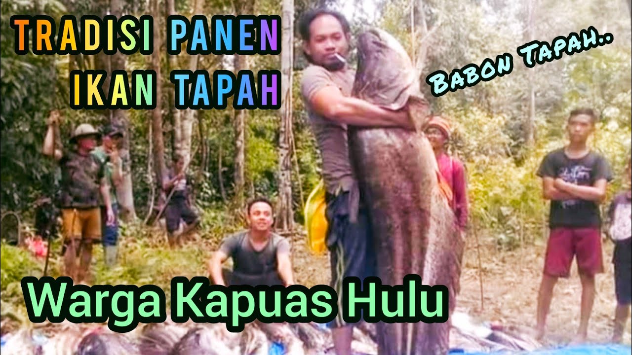 Naman Tapah || Tradisi Tangkap Ikan Tapah Babon Hingga Sebesar Manusia ...