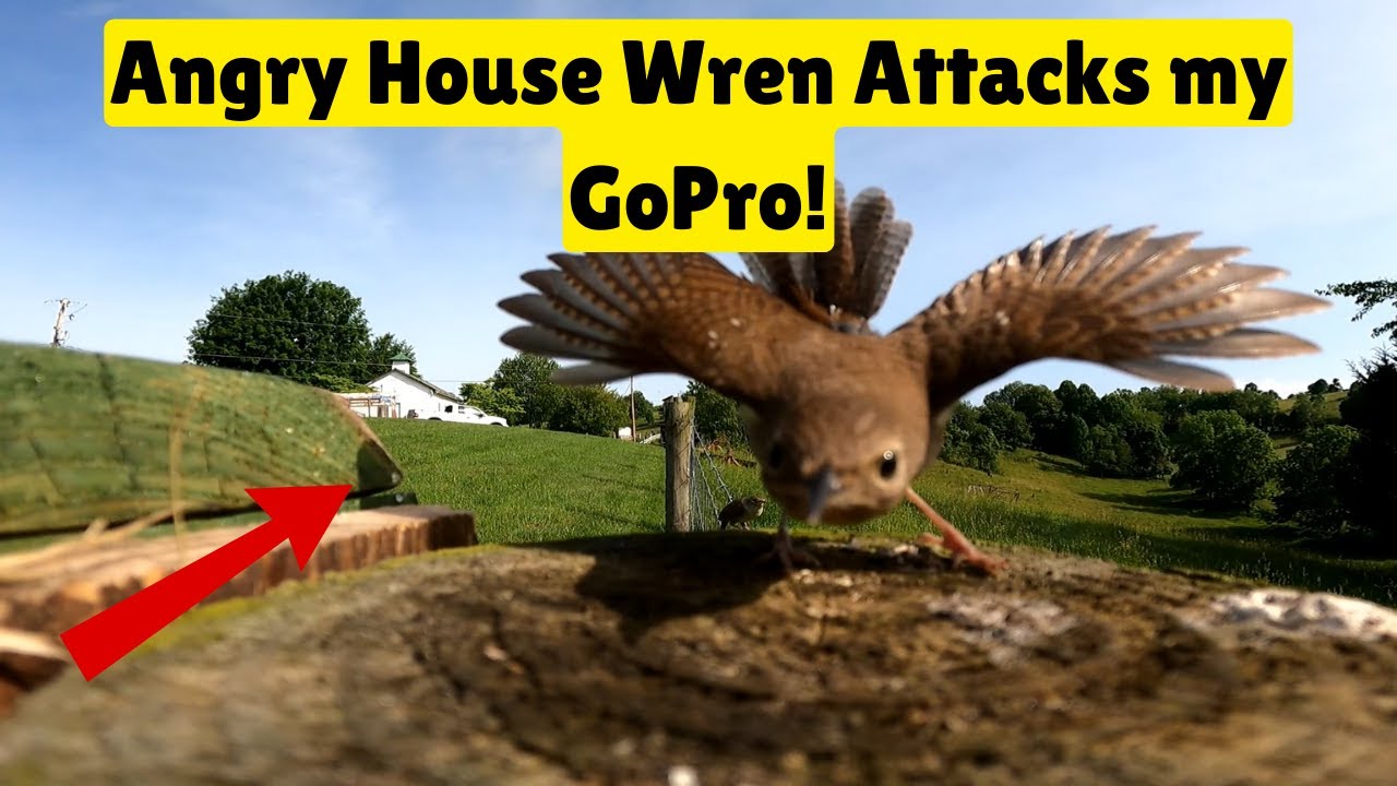 Angry House Wren Attacks My GoPro! - YouTube