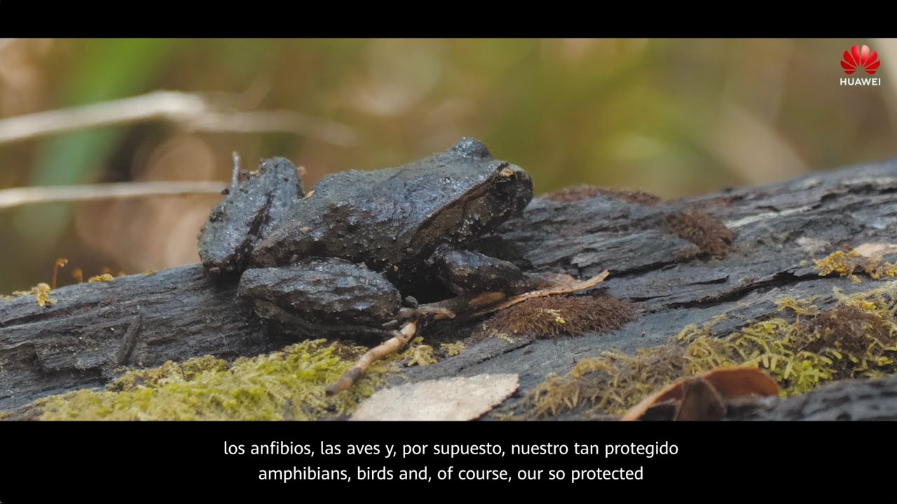 Nature Guardians: A Protective Umbrella for Biodiversity in Chile - YouTube