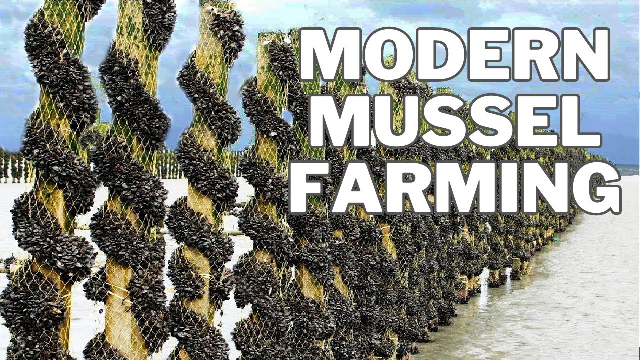 Modern Mussel Farming And Harvesting - YouTube