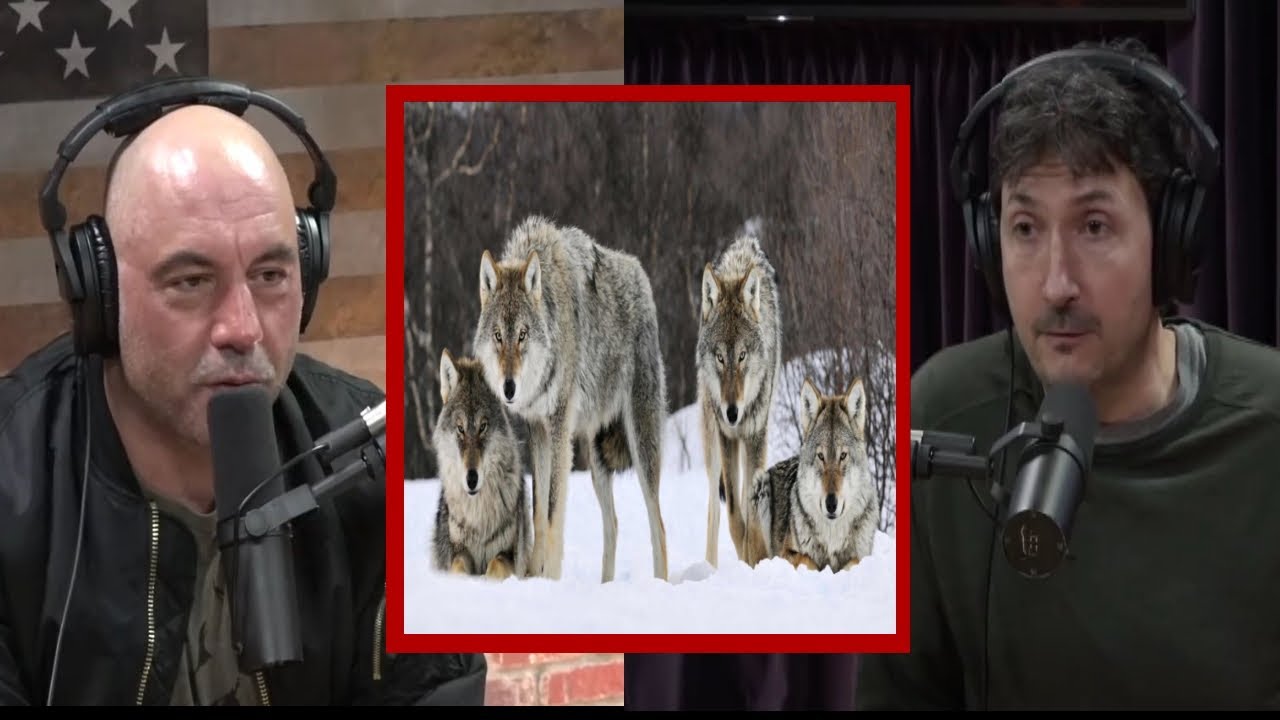 Joe Rogan : encounter with a unusual pack of wolves. - YouTube