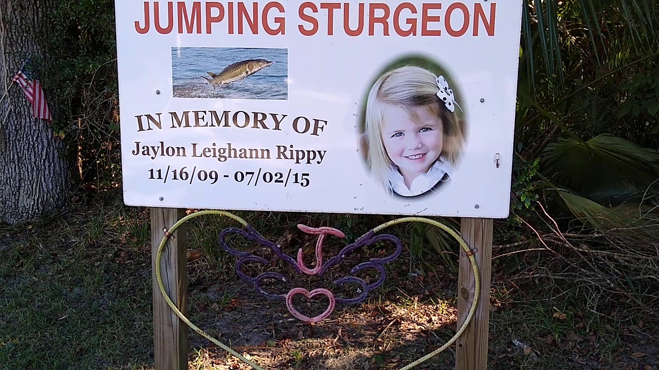 Jumping Sturgeon Warning on Suwanee River. - YouTube
