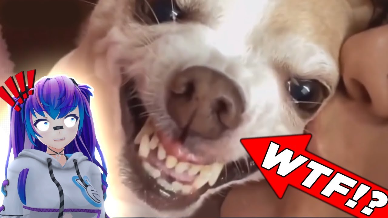 Project Melody Reacts To Your Videos #2 - YouTube