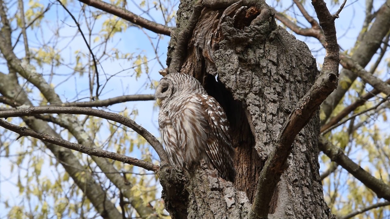 Female barred owl guards her nesting owlets - YouTube