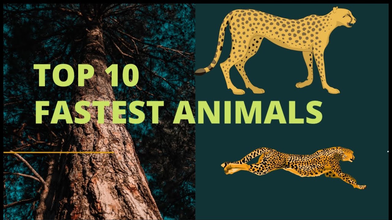 Top 10 Fastest Animals in the world | world info - YouTube
