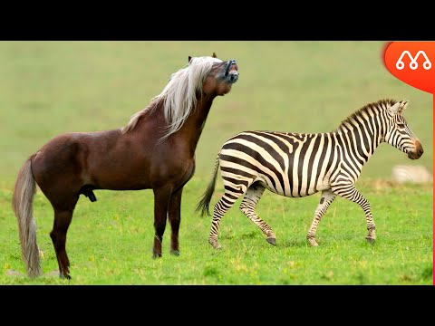 ZEBRA İLE AT ÇAPRAZI