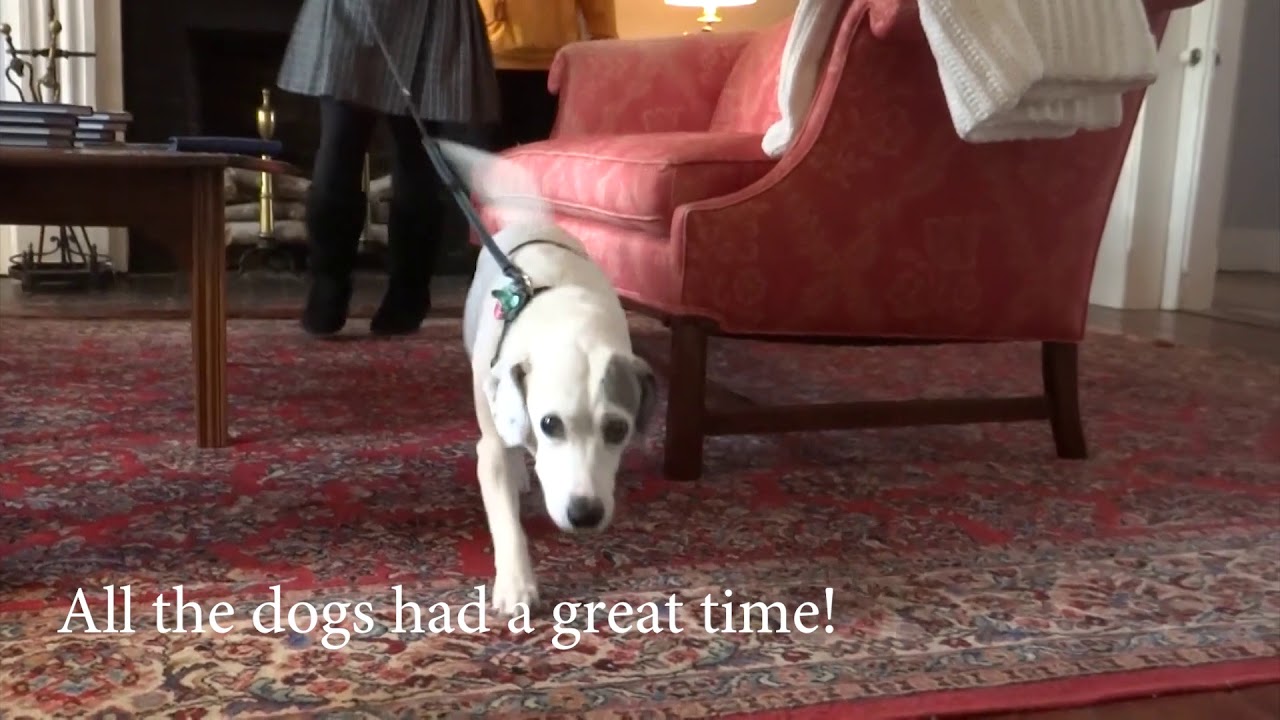 SMS Sandy Auditions for Annie JR 2018 - YouTube