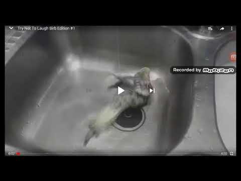Gülməli quşlar ( funny birds)