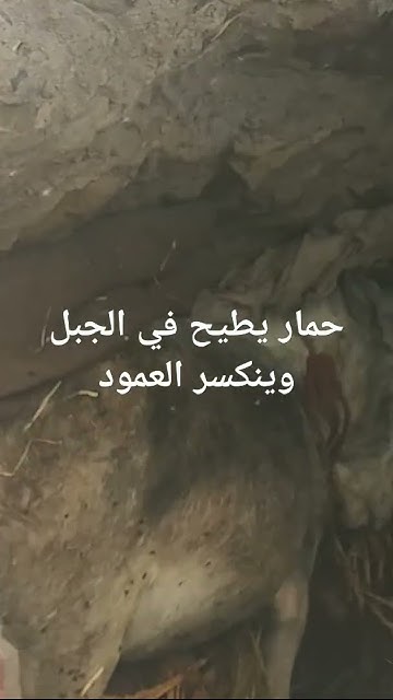 شاهد هذا الحمار الذي انزلق في جبال الحيمة الداخلية وينكسر العمود الفقري