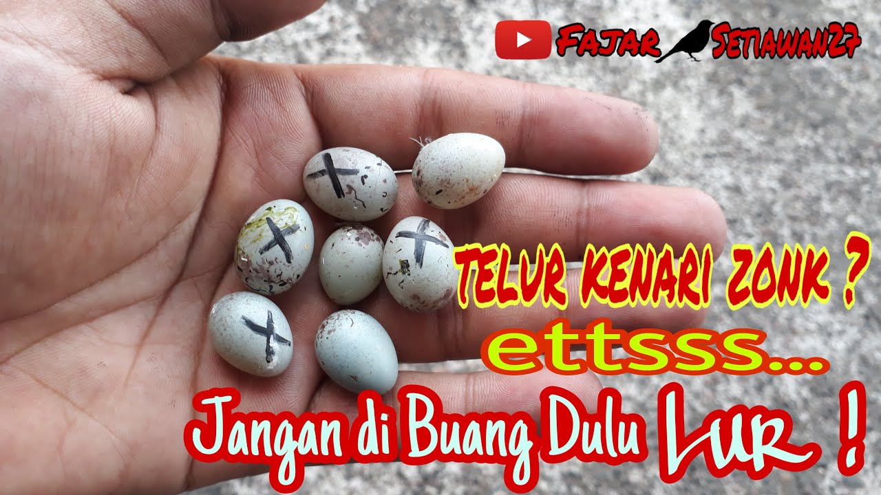 Tips agar telur kenari menetas bersamaan - YouTube