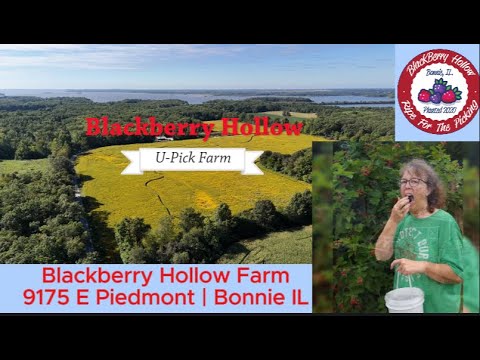 Blackberry Hollow U-Pick Farm | Bonnie, Illinois - YouTube