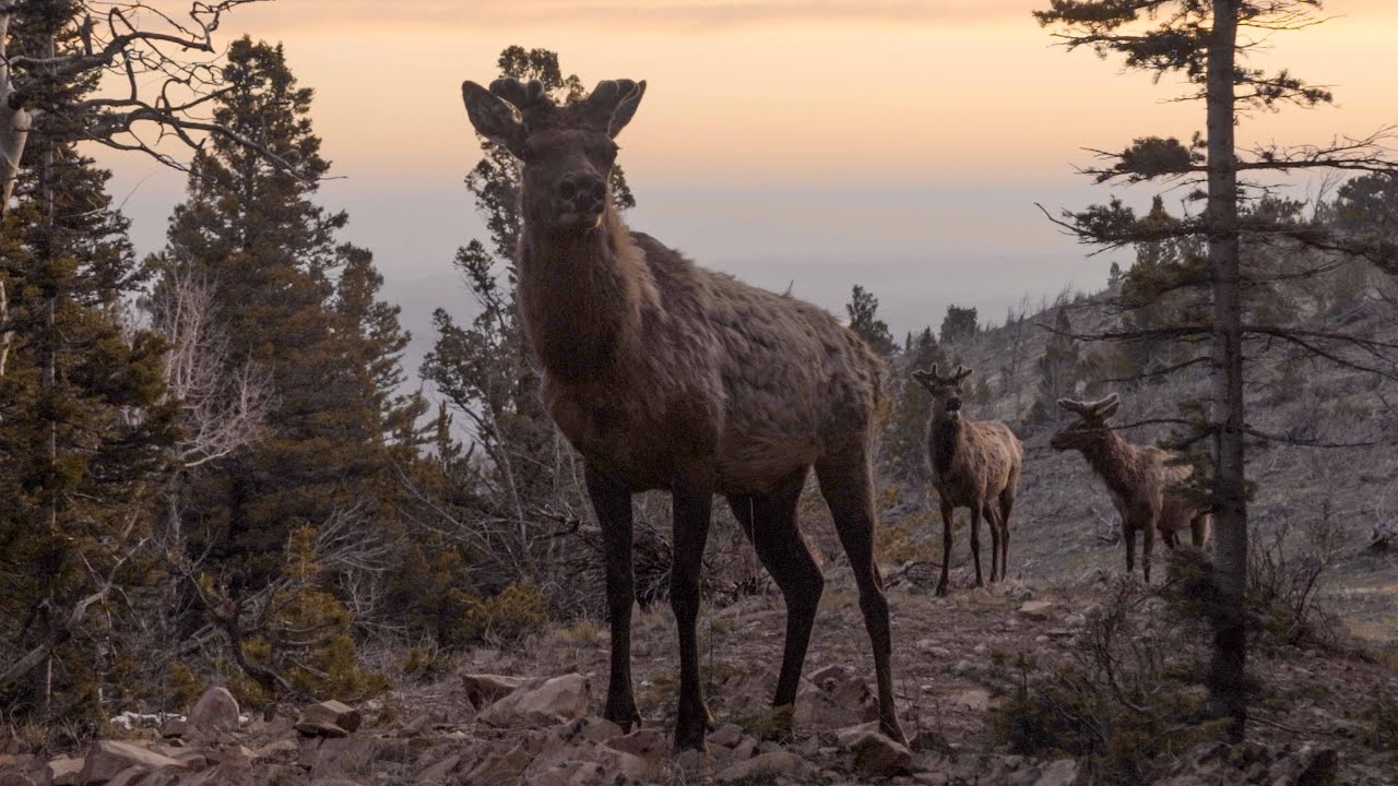 Amazing Migrations - Melodramatic - YouTube