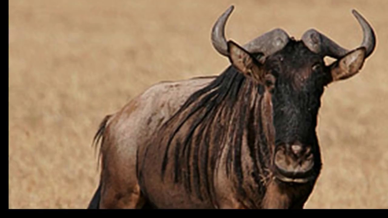 Happy Gnu Year - YouTube