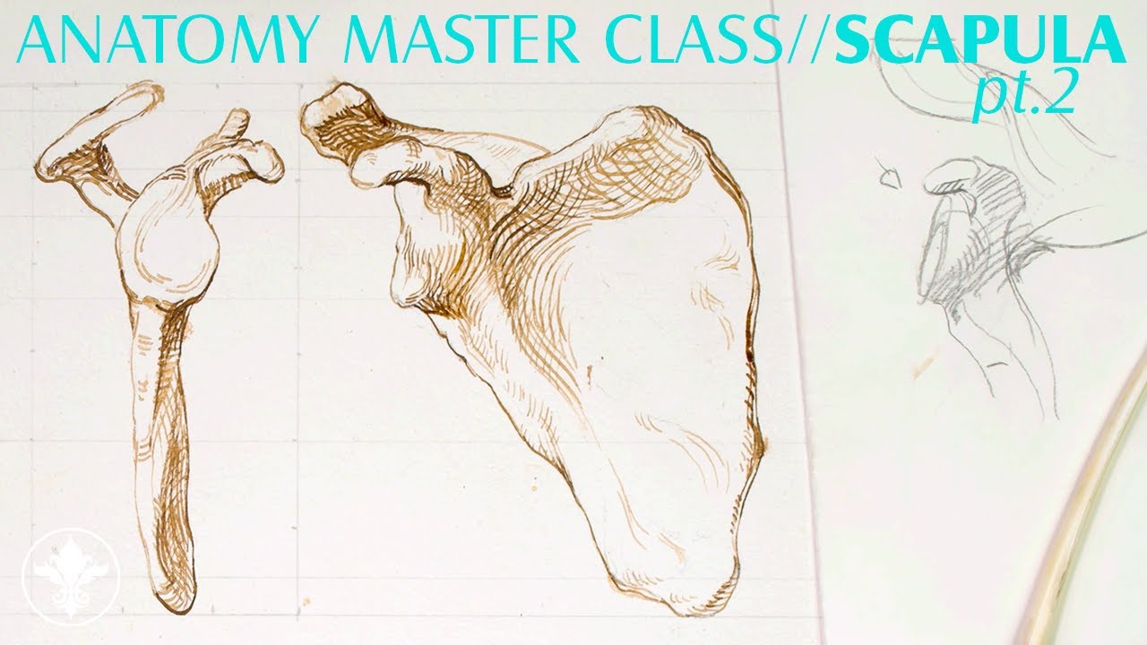🦴 Anatomy Master Class for Artists / Shoulder Girdle / Part 2 - YouTube