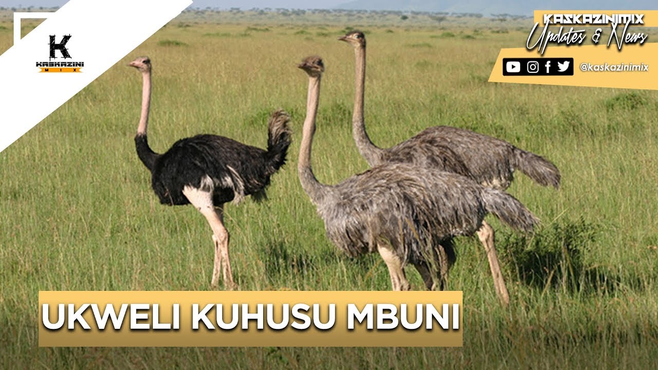 NDEGE MKUBWA KULIKO WOTE DUNIANI MBUNI - YouTube