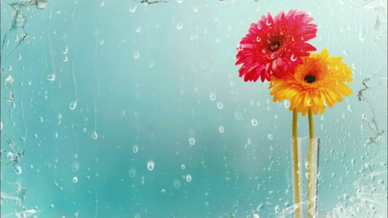 4K Flowers No Copyright Video | Flower Copyright Free Videos | Free ...