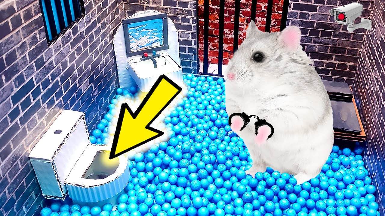 🐹 FUNNY HAMSTER ESCAPES PRISON MAZE 🤣🌈 [DIY obstacle course with traps ...