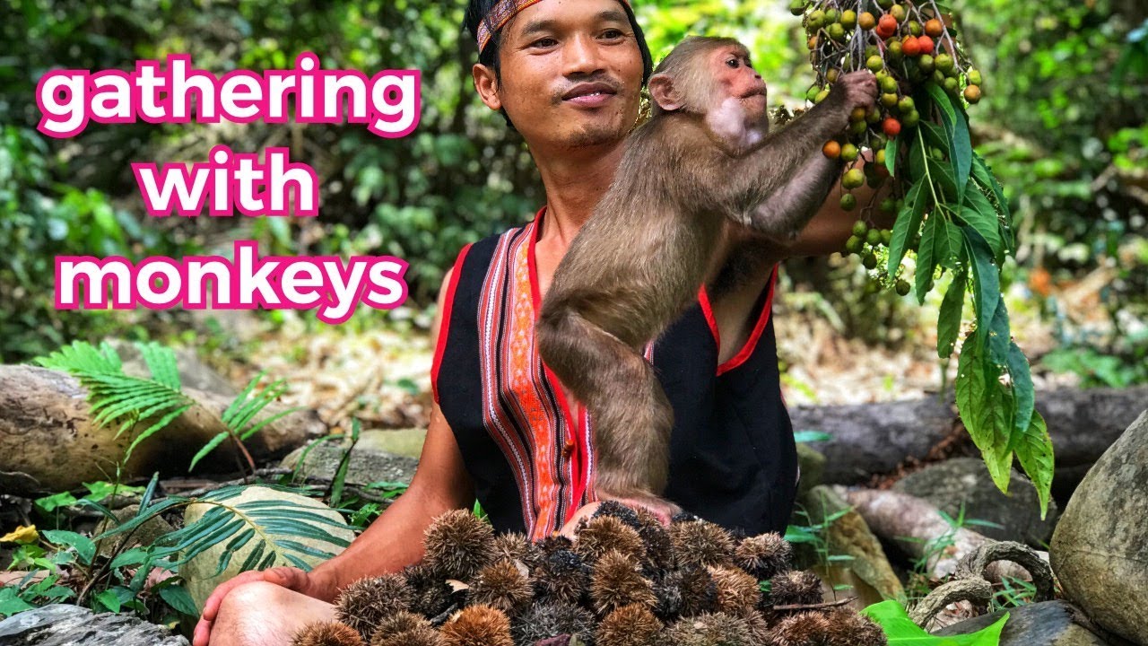 Gathering With Monkeys | Hái Lượm Cùng Khỉ | Phiêu lưu khám phá - YouTube