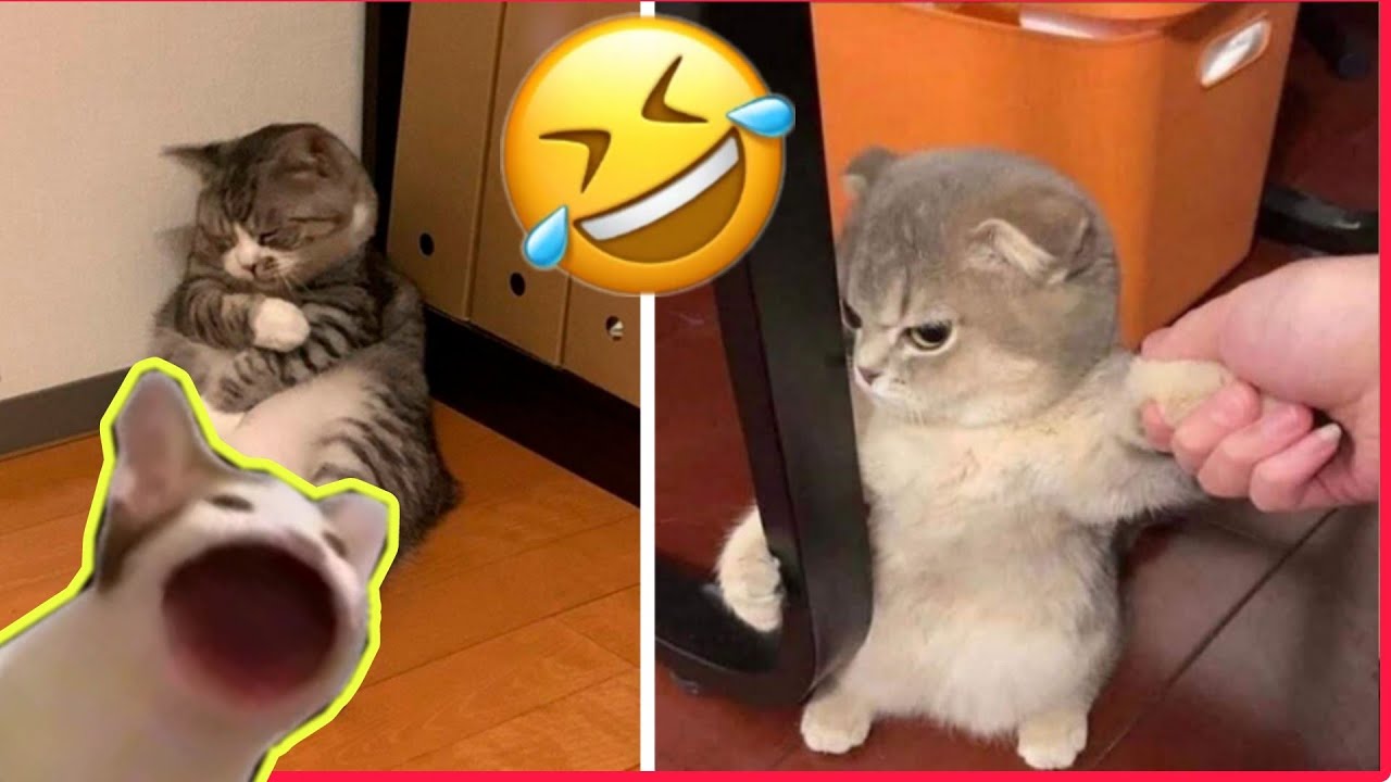 Funny animals fail 🤣🤣 Funny cats and dogs moment l Trending Cats videos ...