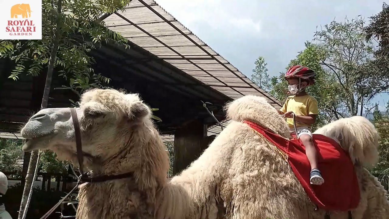 ROYAL SAFARI GARDEN | NAIK GAJAH, KUDA, DAN UNTA - YouTube