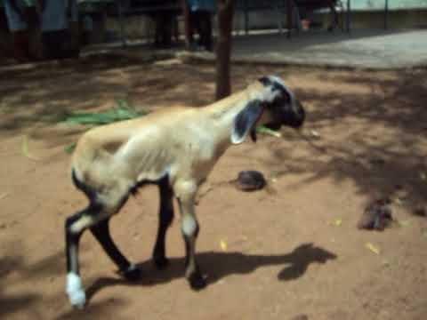 ENZOOTIC ATAXIA IN A LAMB - YouTube