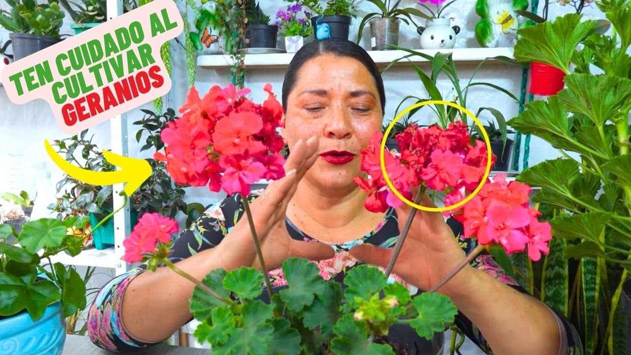 Truco Para Cultivar Geranios Novios En Casa Facilmente - YouTube