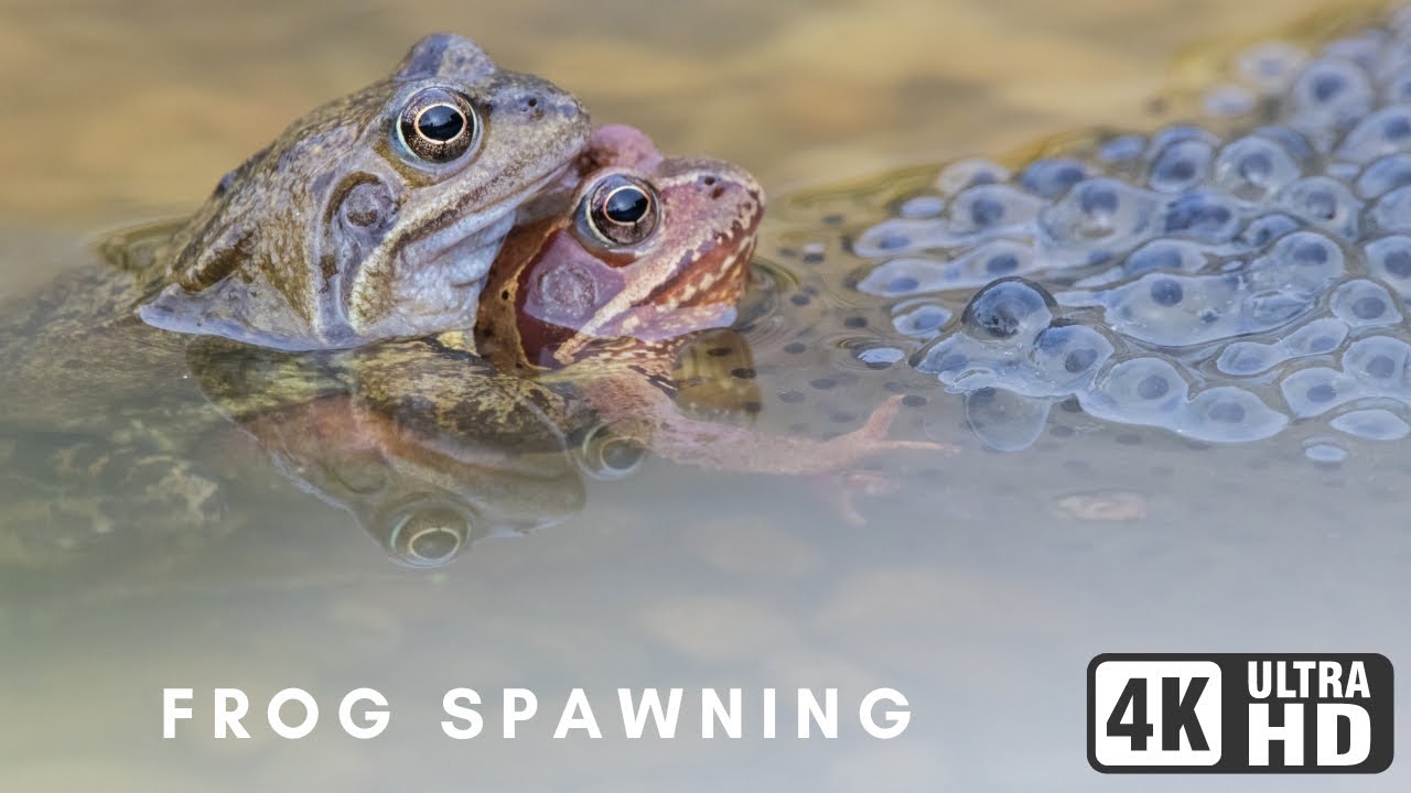 🐸 FROG WATCH 2023 | FROGS SPAWNING | COMMON FROGS | GOPRO HERO 7 🐸 ...