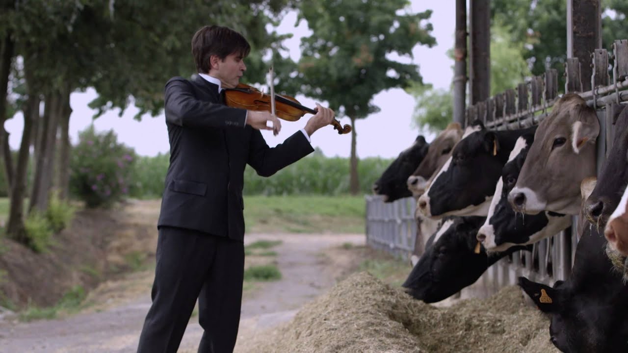 Happy Cow Concert - Violin and Piano. Cremona, Italy - YouTube