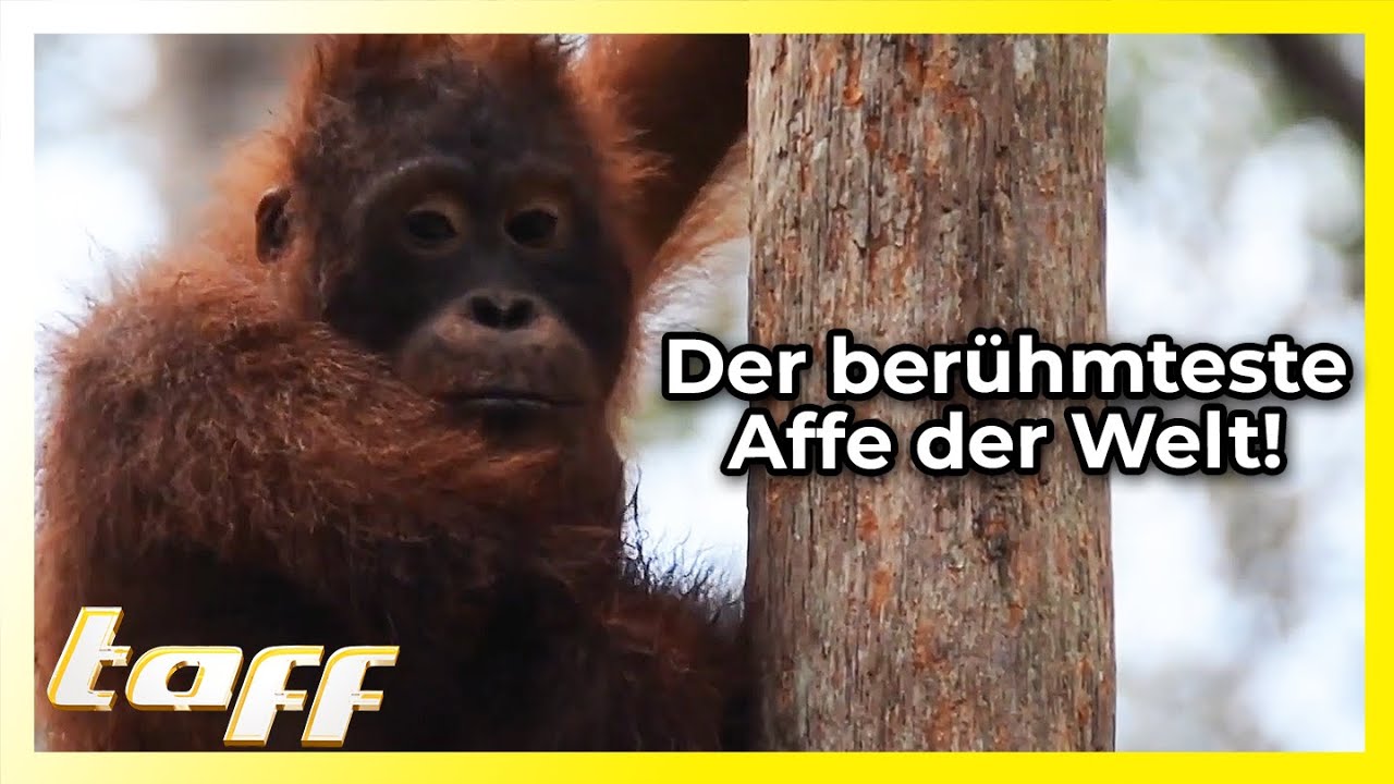 Leben in Freiheit - Happy End für den berühmtesten Affen der Welt - YouTube