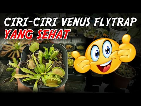 Ciri-ciri venus flytrap yang sehat / the healthy venus flytrap - YouTube