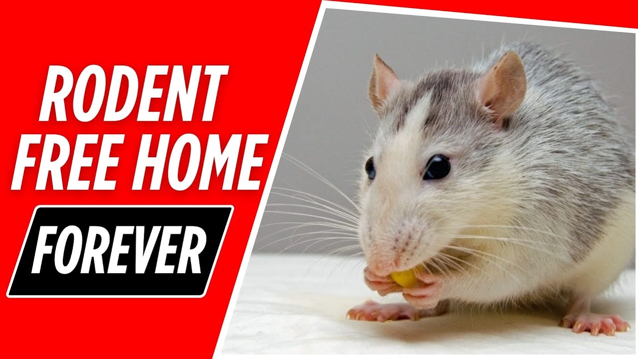 Best Methods for Rodent Proofing Your Home - YouTube