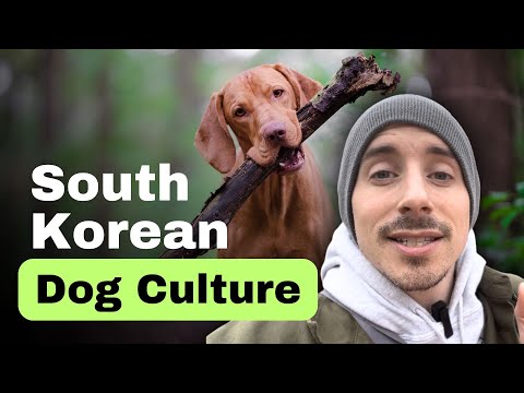 South Korea's Dog Culture