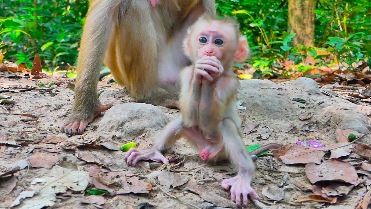 Lila monkey eating time and walk by self. - YouTube