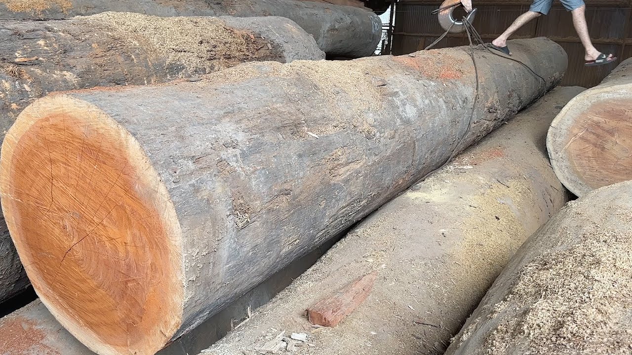 Wood Cutting Skills // Saw Extremely Long Trees - YouTube