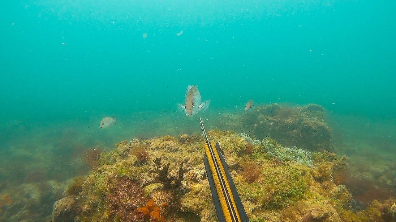 Spearfishing Shallow Water rock piles for Mangrove Snapper - YouTube